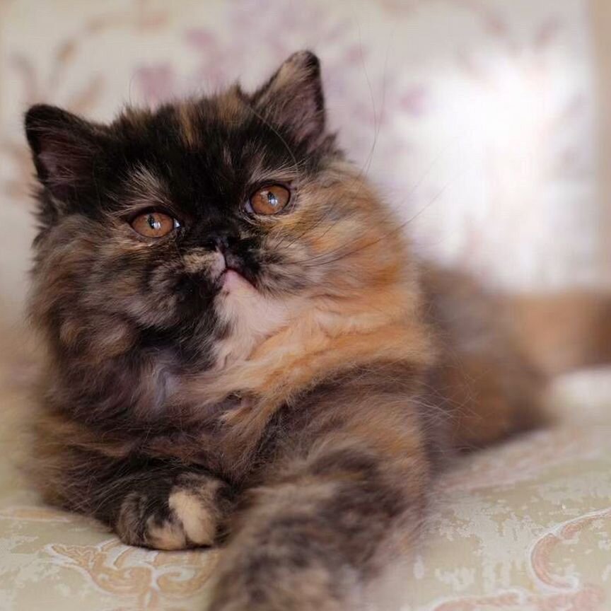 Персидские и экзотические котята
