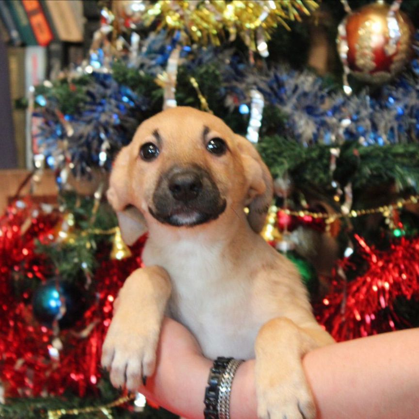 Щенки в добрые руки