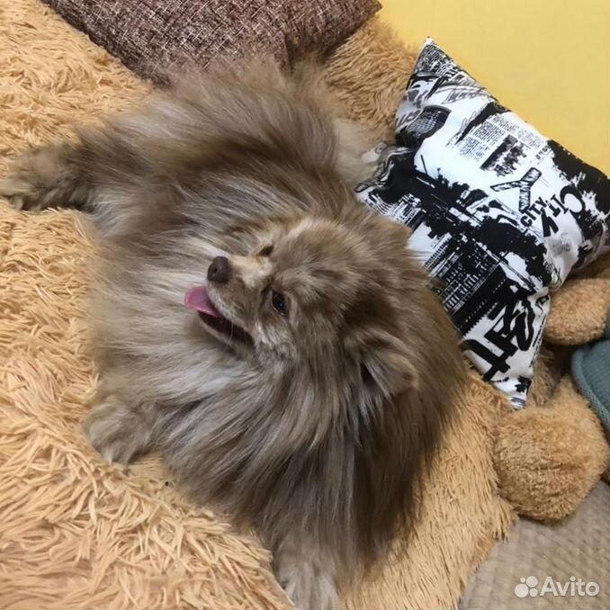 Красивый померанский шпиц ищет девочку