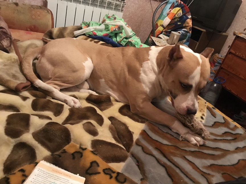 Стаффордширский терьер в добрые руки