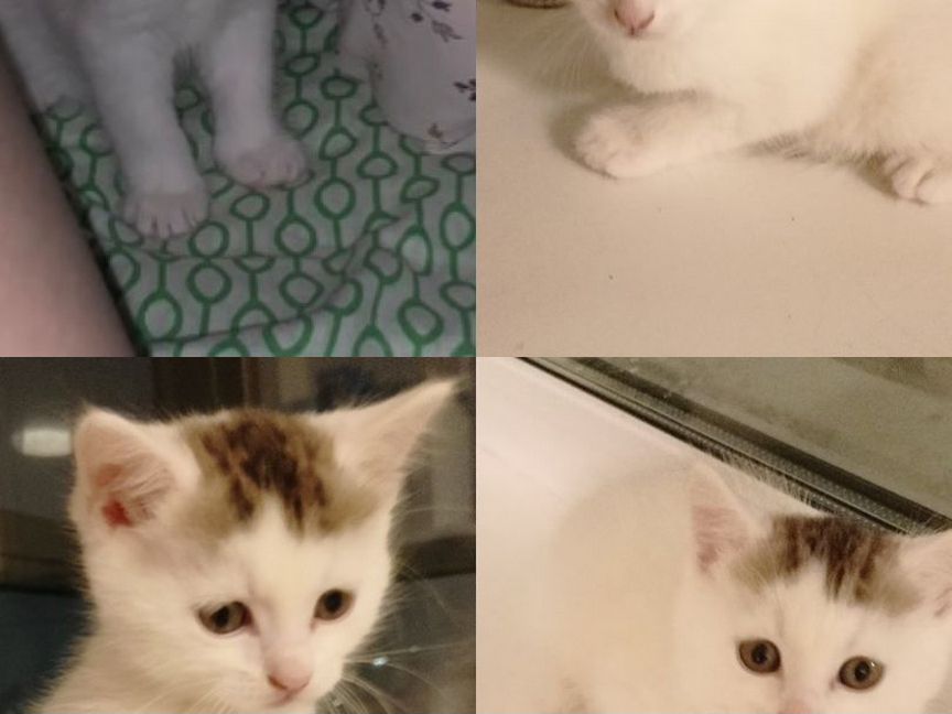 Белый котенок