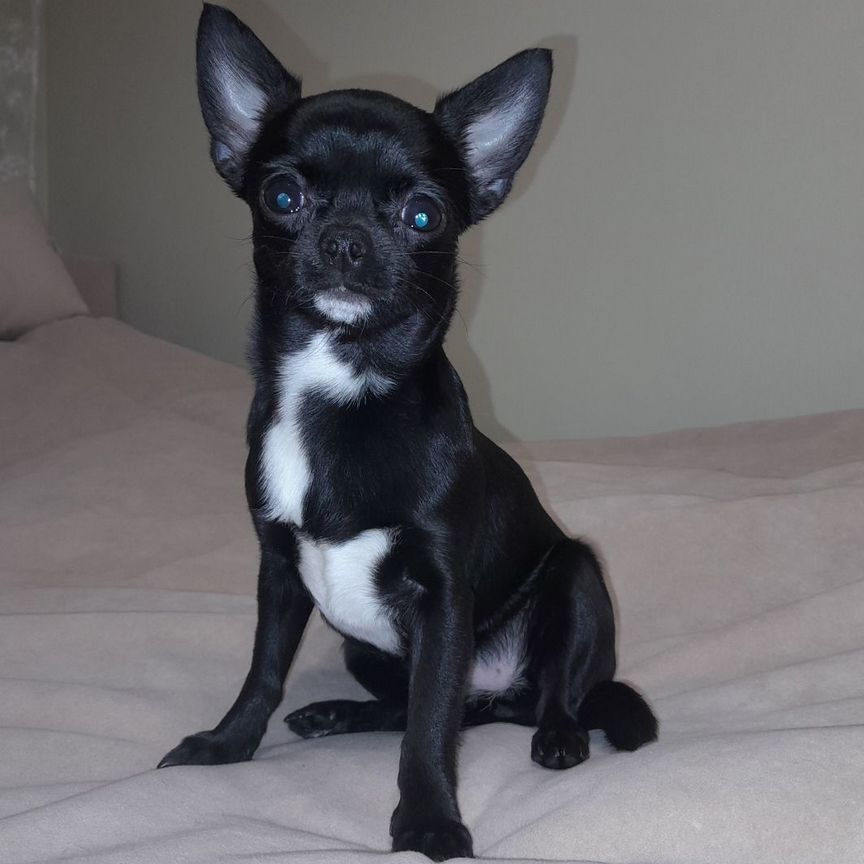 Чихуахуа, щенок