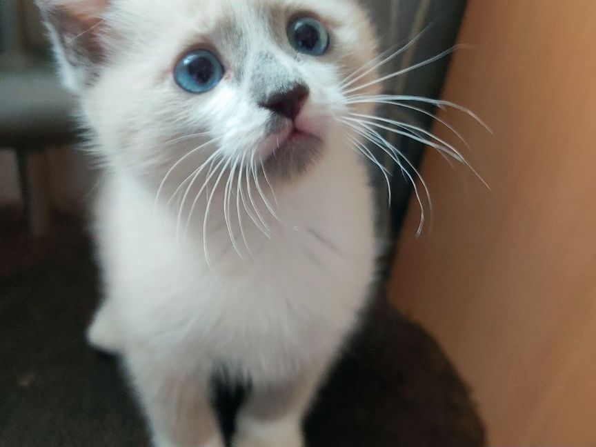 Котёнок в дар