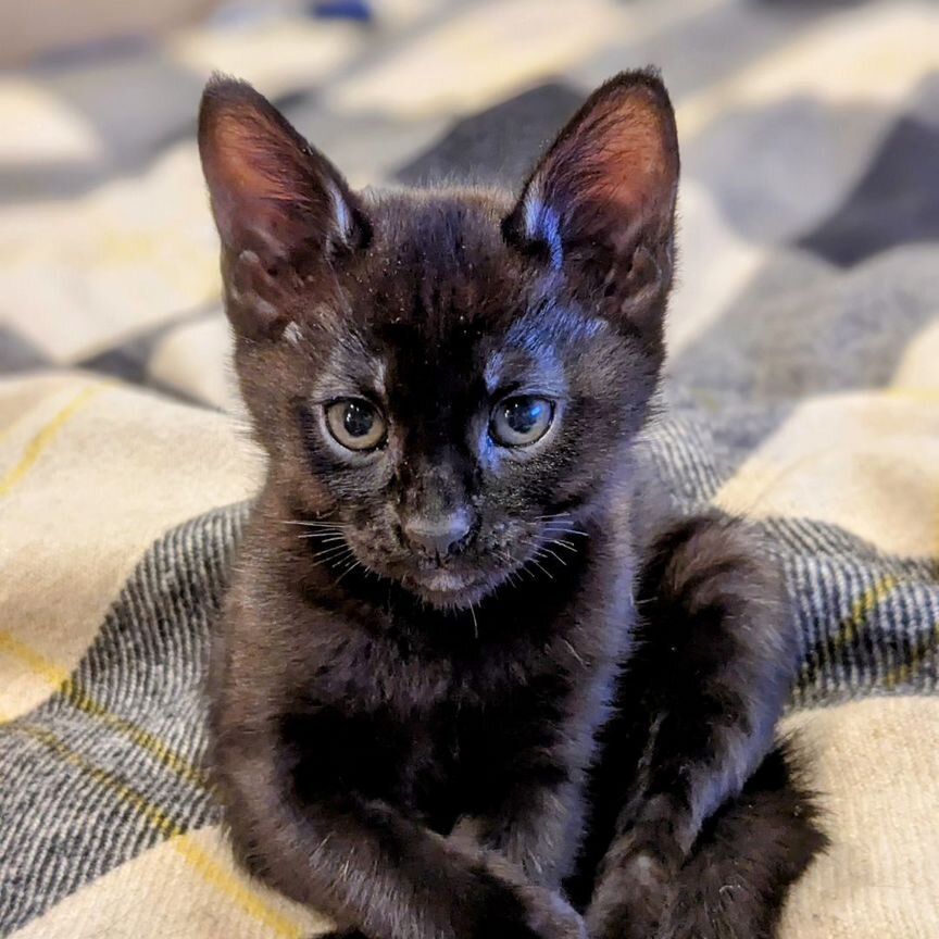 Бомбейчик девочка 3 мес