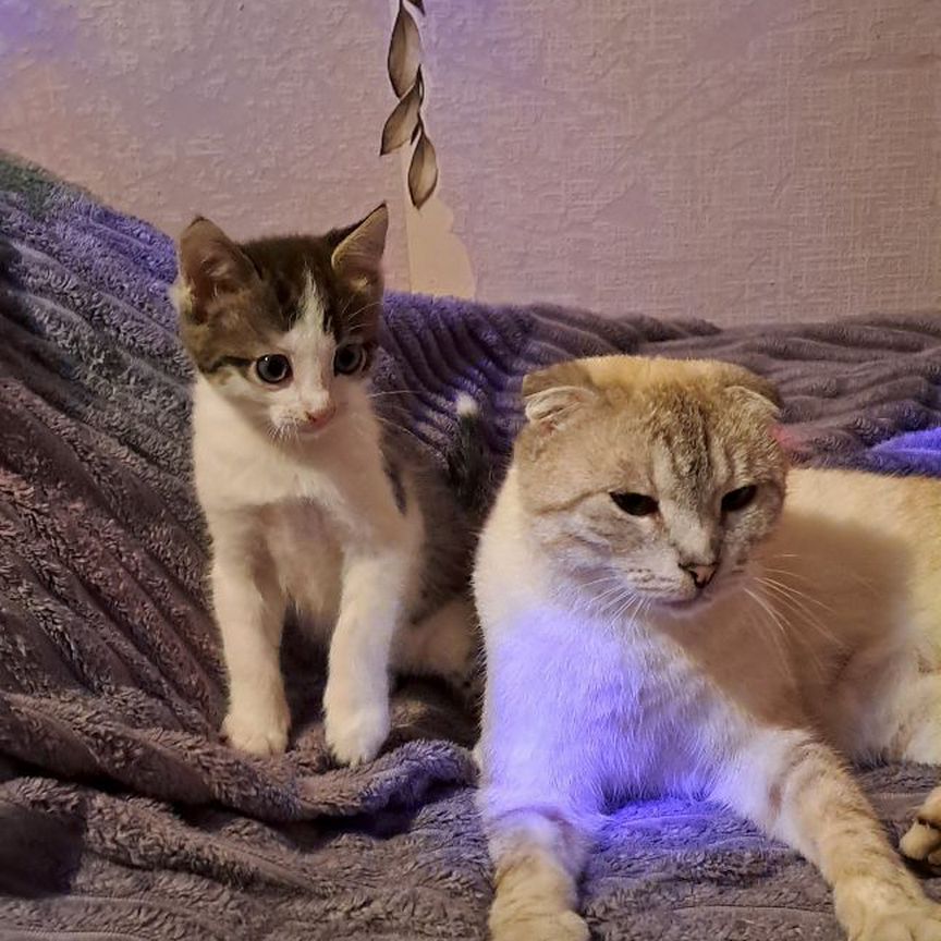 Очень шустрый котик