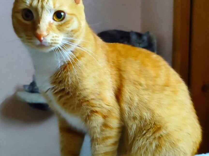 Кошка Маша в дар. Опять предательство