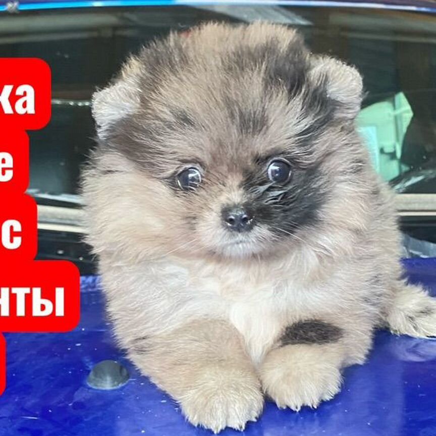 Померанский шпиц, щенок