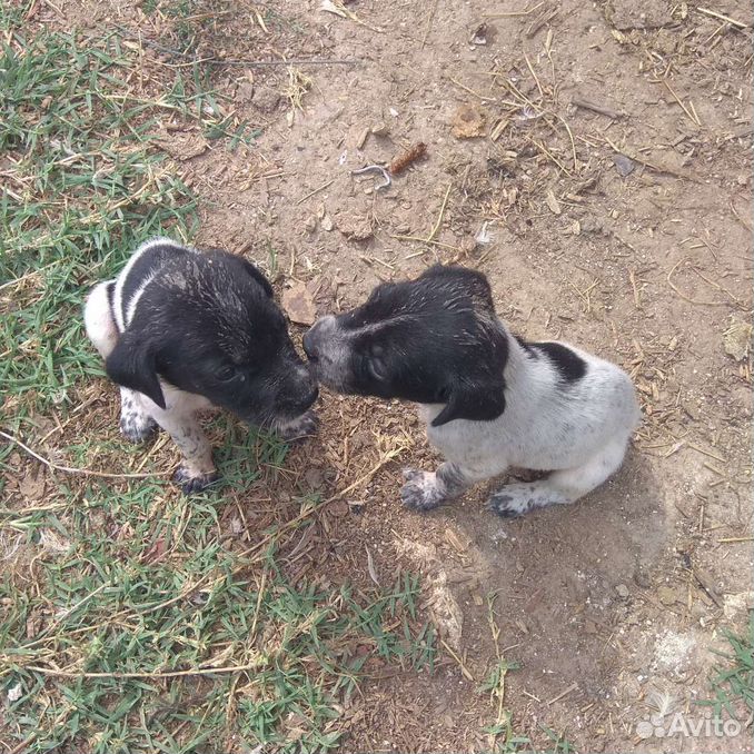 Щенки Курцхар