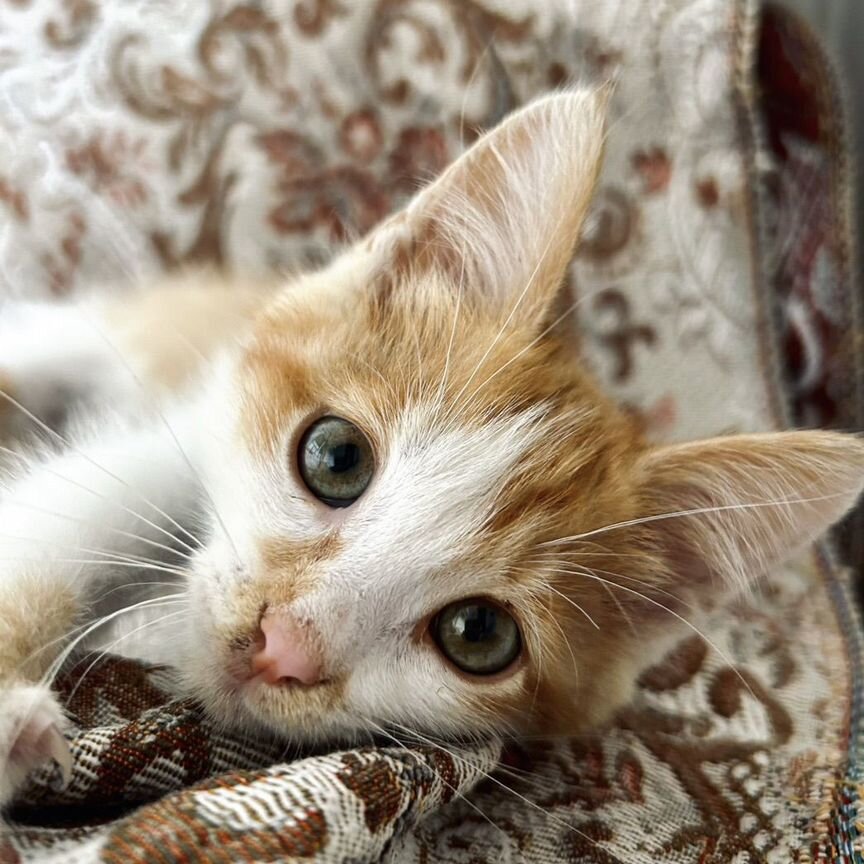 Котёнок мальчик ищет семью