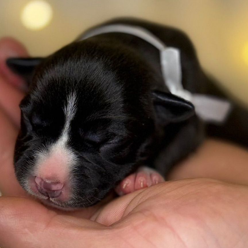 Американский стаффордширский терьер, щенок