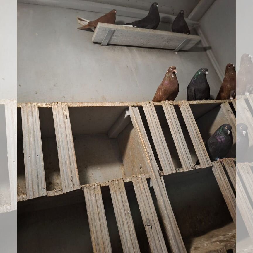 Продажа николаевских голубей