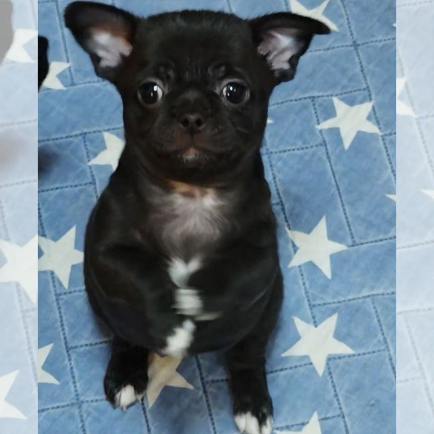 Чихуахуа, щенок