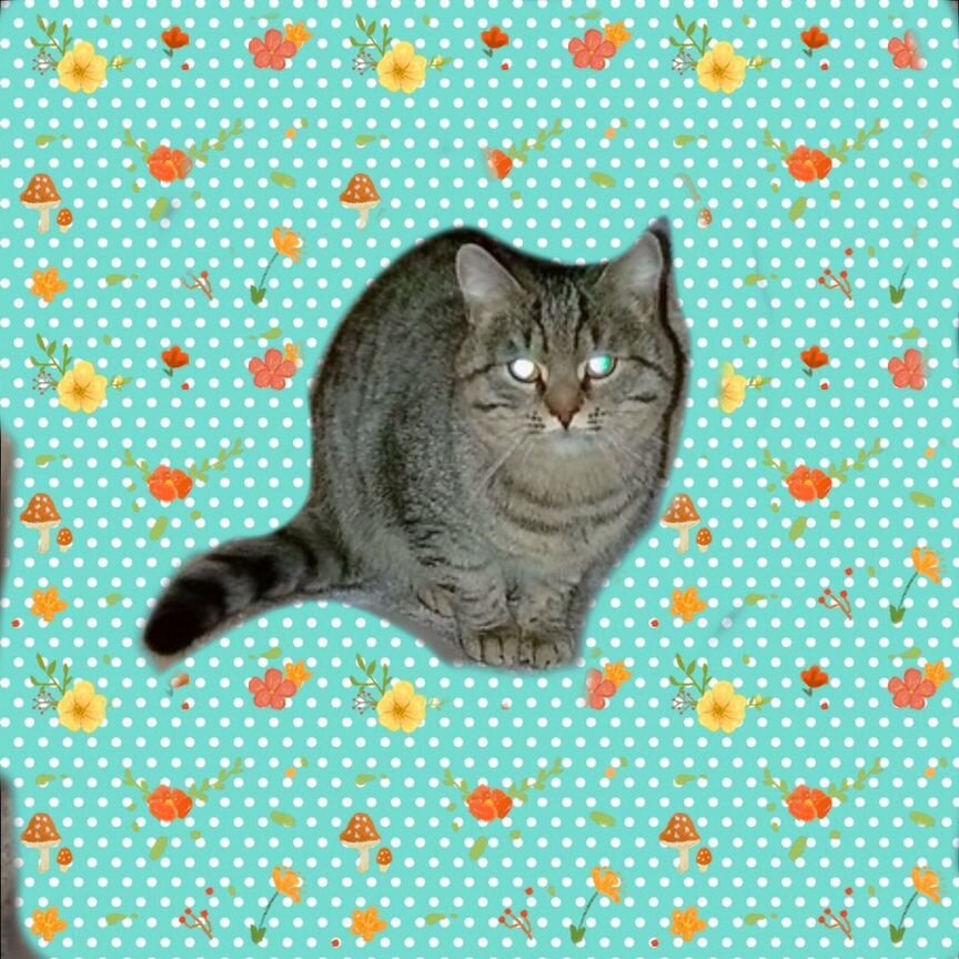 Котик в добрые руки