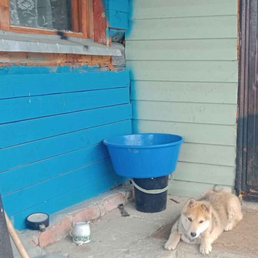 Лайка, щенок