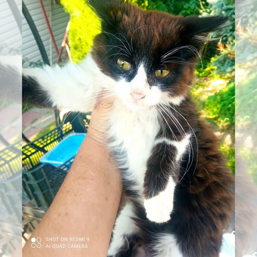 Мальчик Котёнок в добрые руки