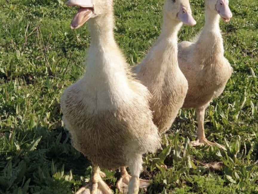 Утки,муларды