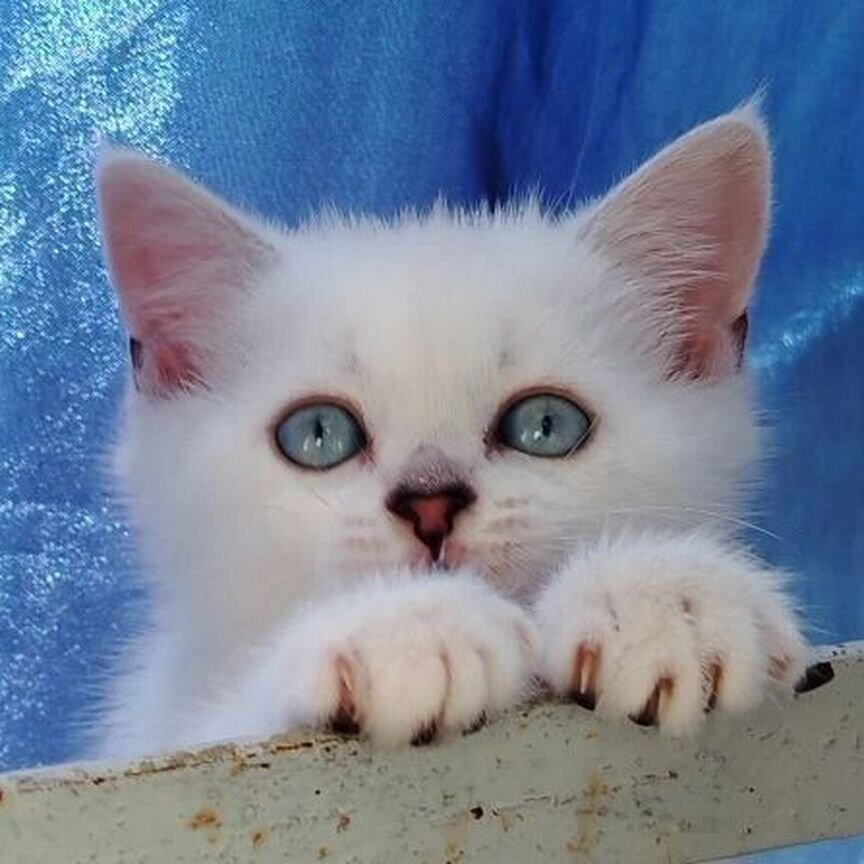Шотландский прямоухий короткошёрстный котёнок