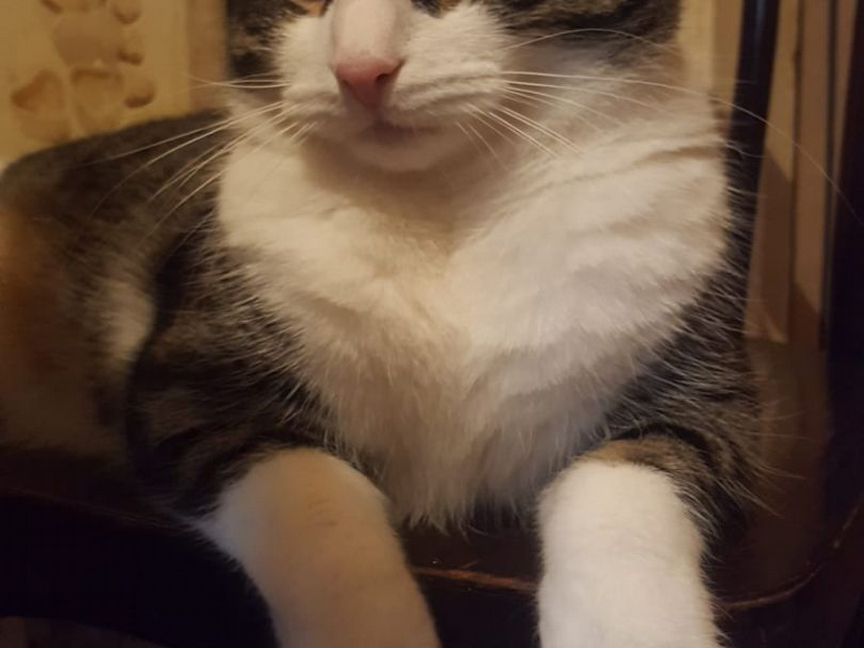 Кот