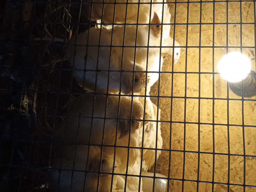 Перепела от суточного до несушек