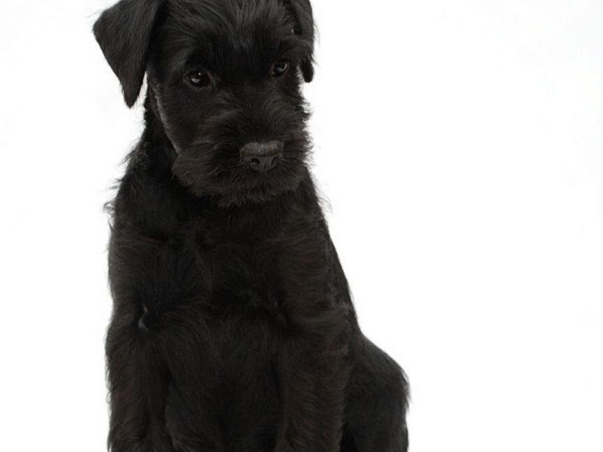 Мальчишка Шнауцера Черного окраса