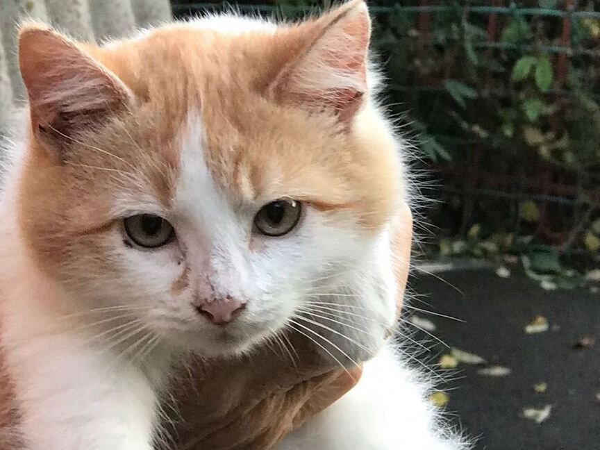 Рыжий котенок в добрые руки