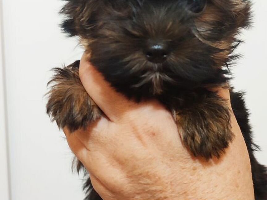 Щенки йорка