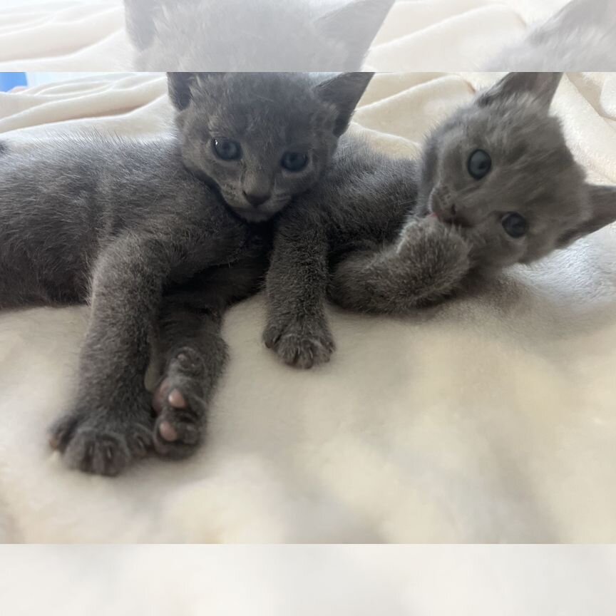 Котята русская голубая