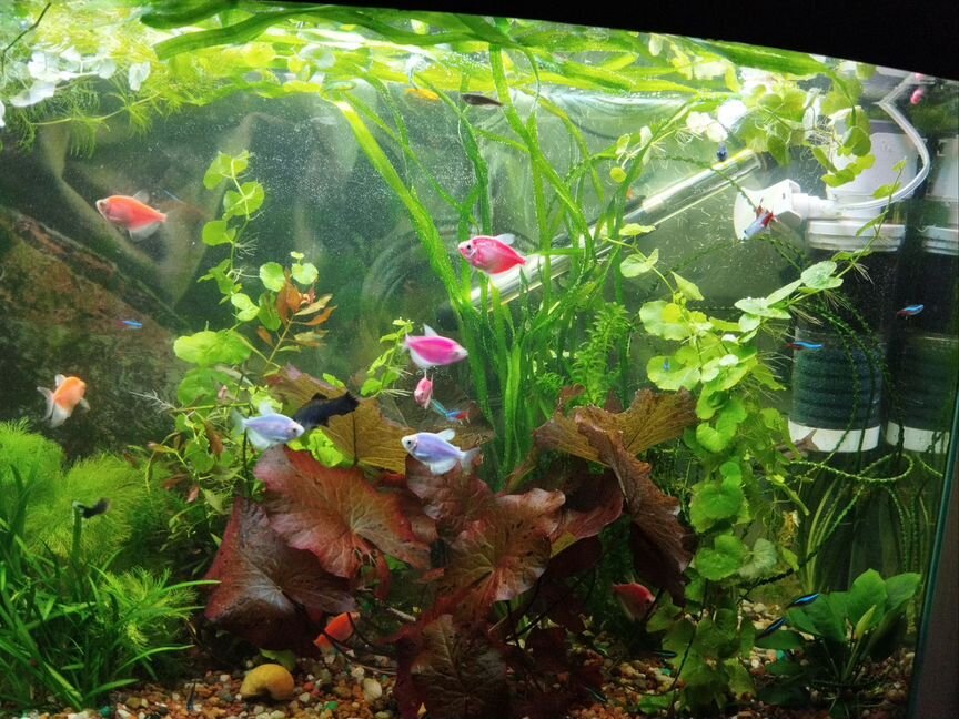 Аквариумные растения