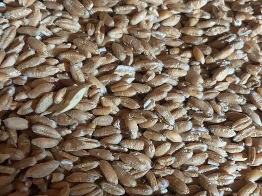 Пшеница яровая