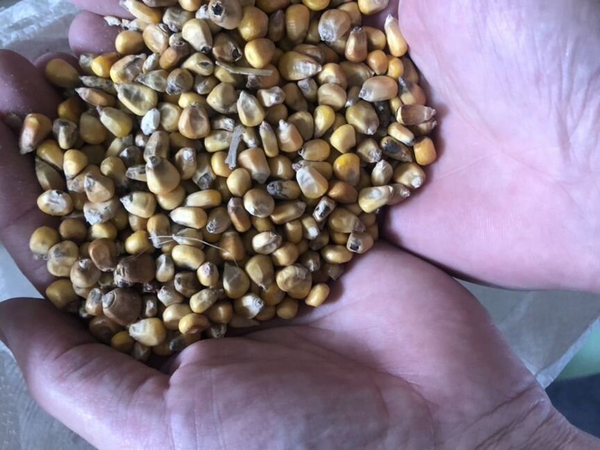 Кукуруза фуражная