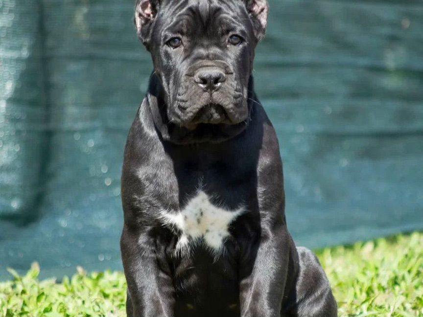 Щенки с документами кане корсо