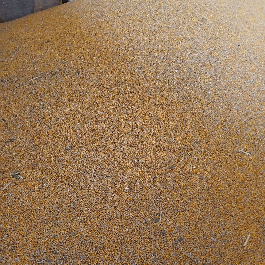 Ячмень, пшеница и кукуруза