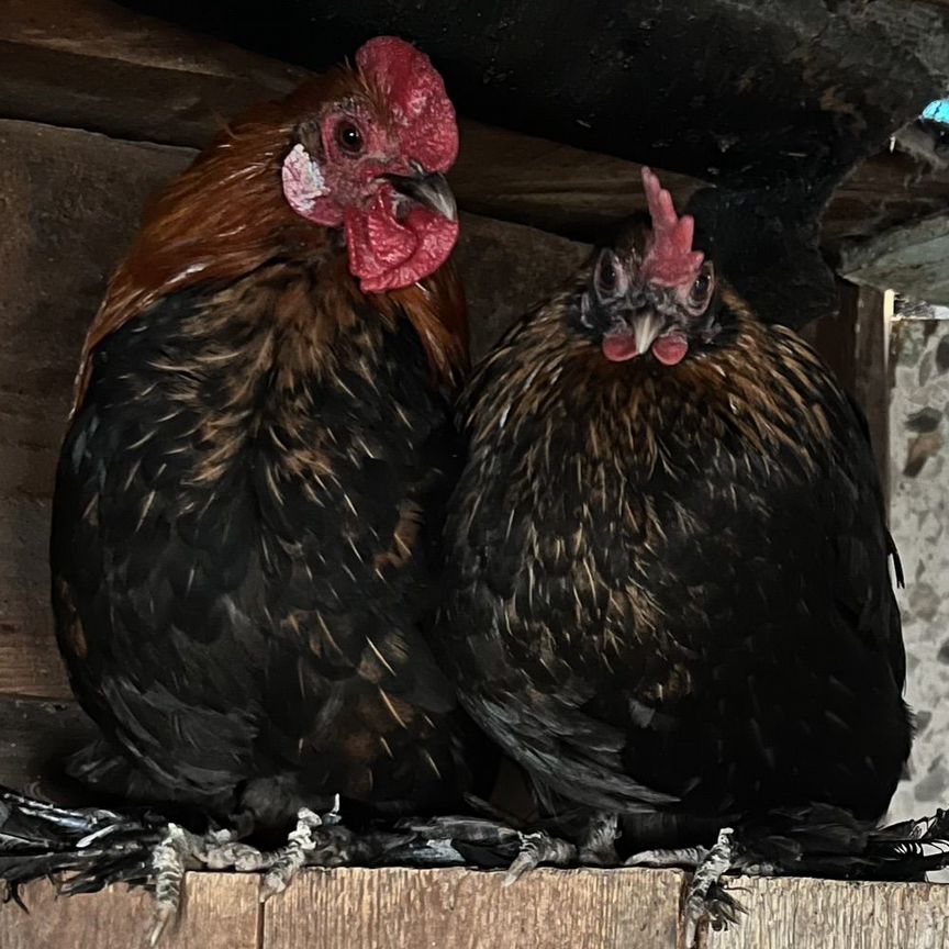 Продам пару карликовых курей бентамки