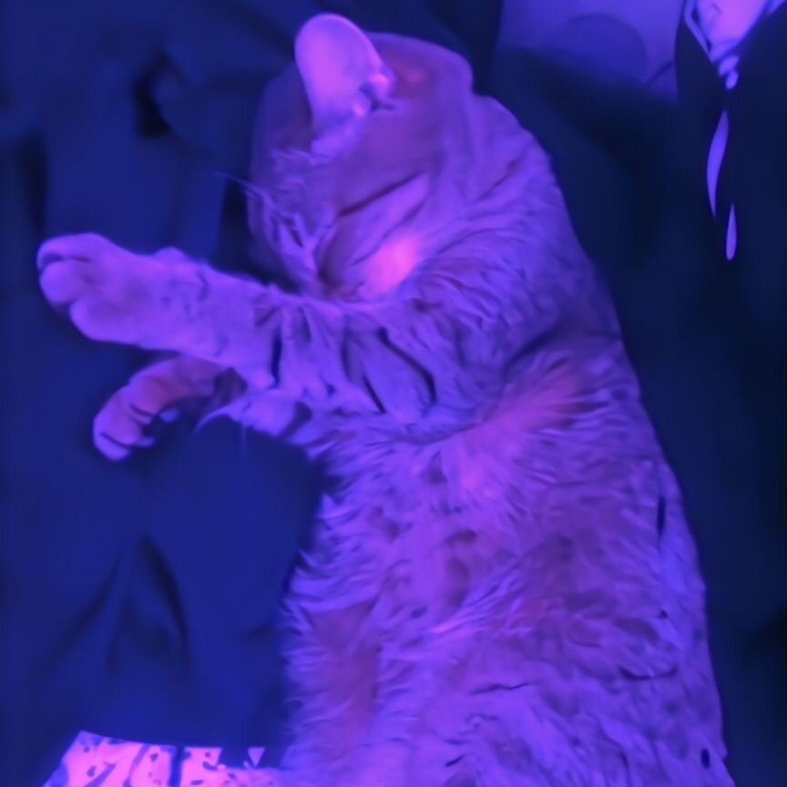 Взрослый кот в добрые руки