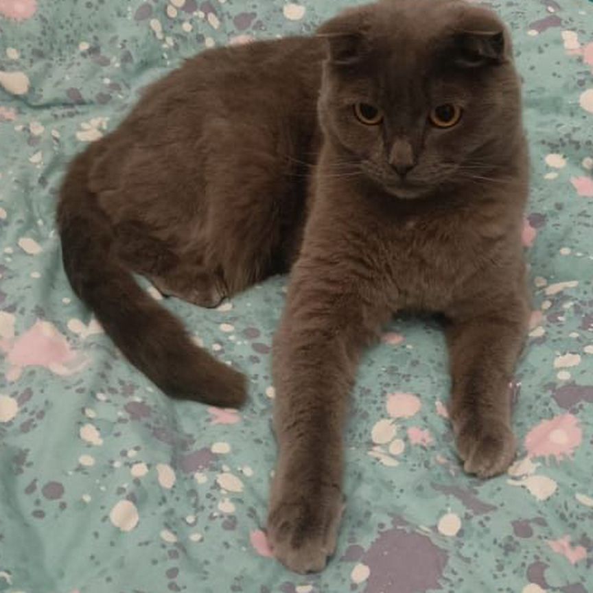 Шотландский вислоухий короткошёрстный котёнок