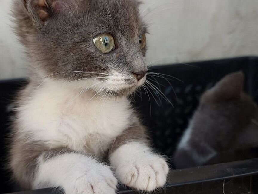 Домашние красавцы котята