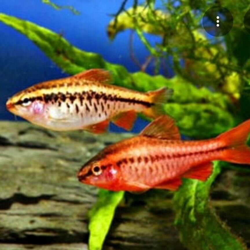 Аквариумные рыбки