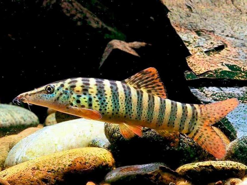 Боция Тигровая Королевская, Боция Бердмора (Syncr