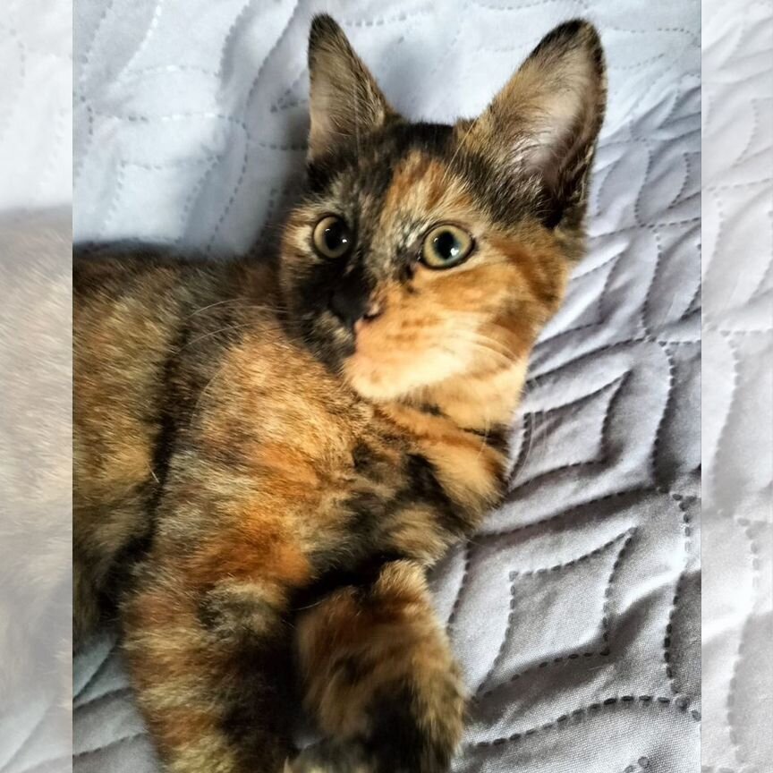 Нежный котенок черепахового окраса Глаша в дар