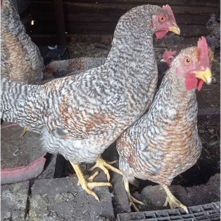 Продам петушков Белифельдеров