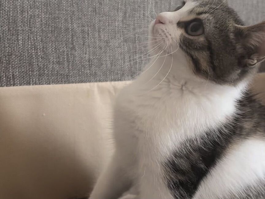Котенок 3 месяца