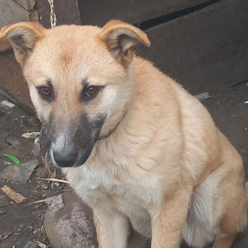 Щенок в добрые руки бесплатно