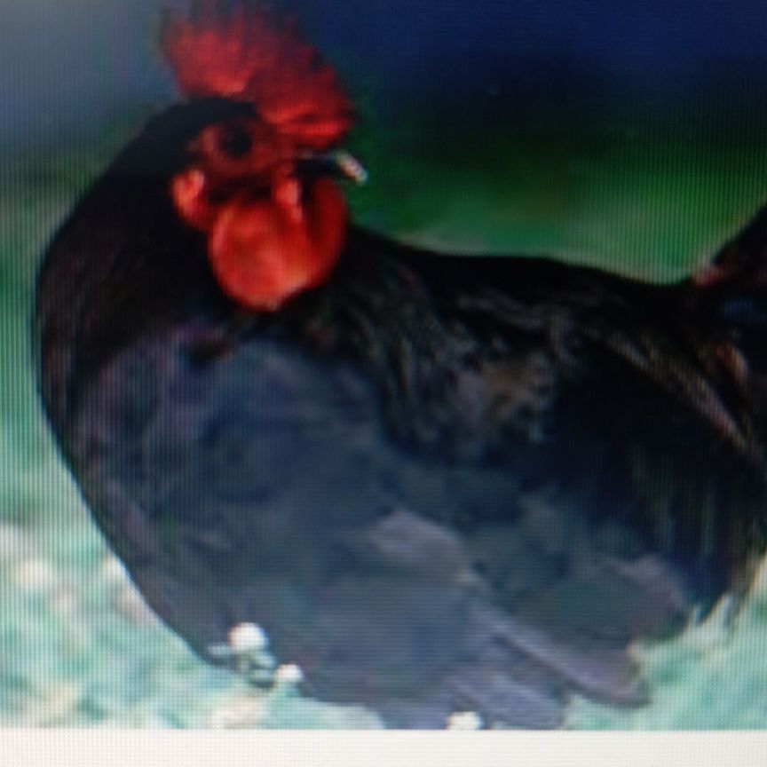 Продам петушков 3х месячных