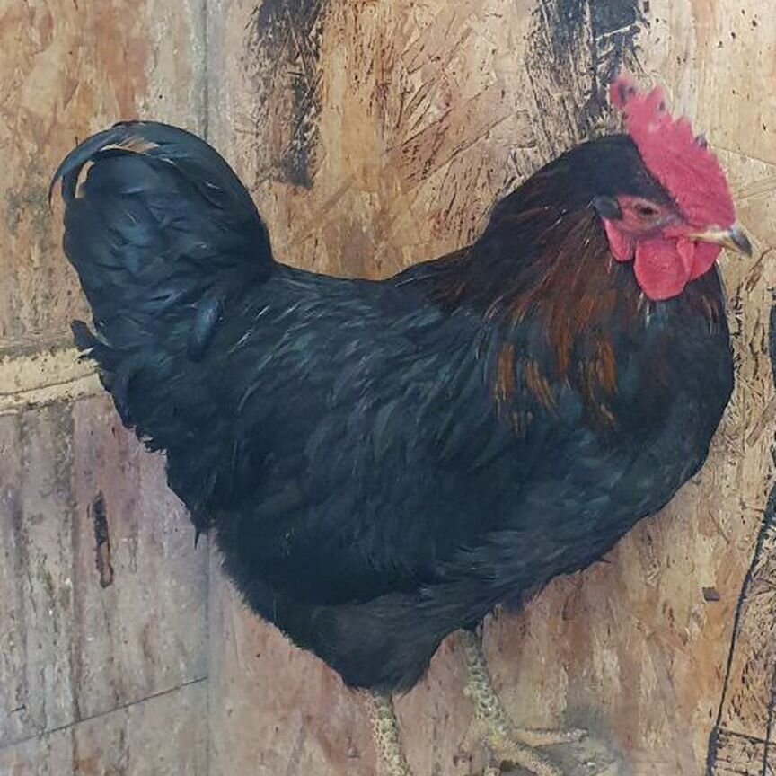 Молодые петухи в московской области