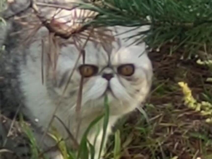 Кот экзот 1 год