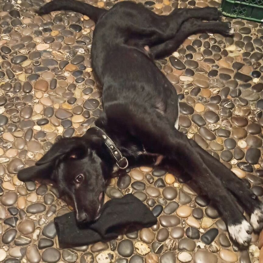 Щенок мальчик