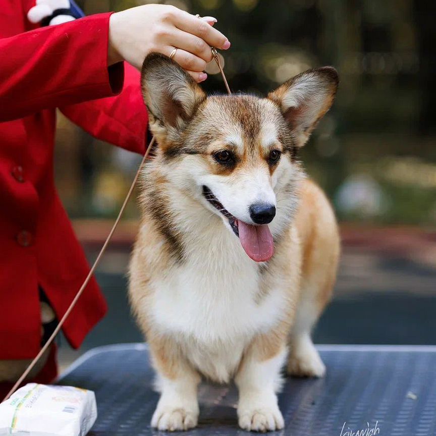 Девочка Вельш Корги Пемброк