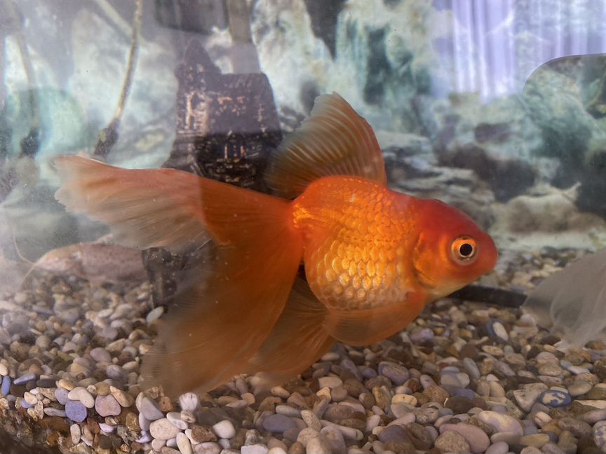 Золотая рыбка