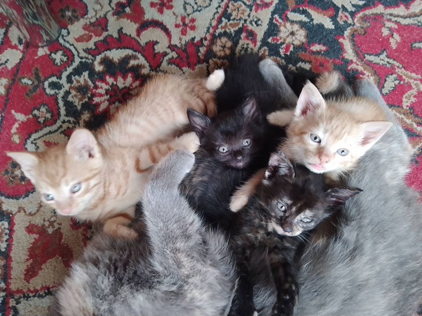 Котята в добрые руки