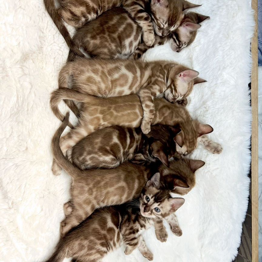 Бенгальские котята